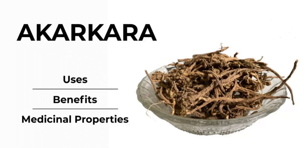 Akarkara (Pellitory): Amazing Facts, Nutritional Value, Health Benefits ...
